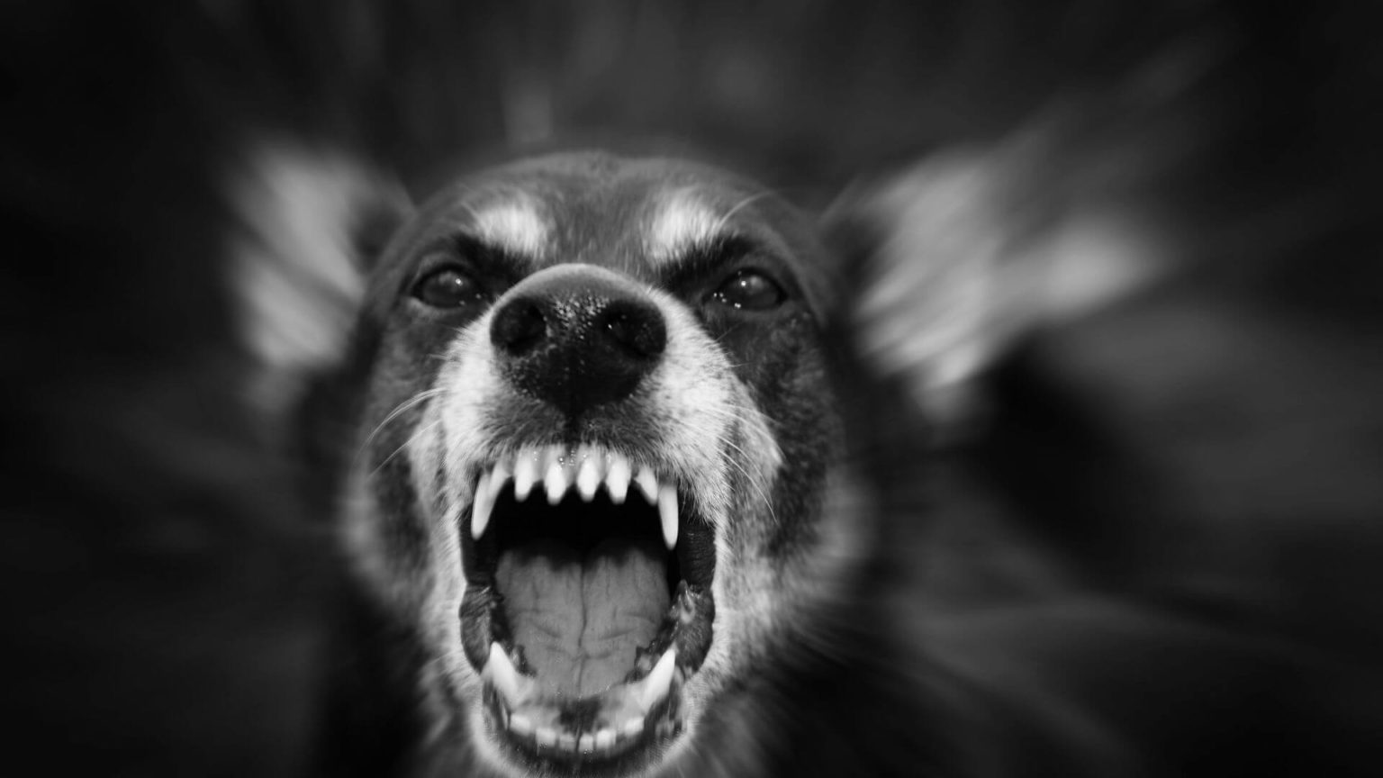 Are You Responsible For A Provoked Dog Bite MVSK Law